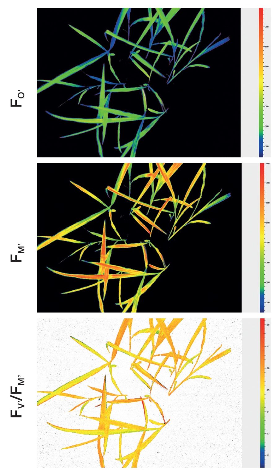 Chlorophyll Fluorescence Imaging | QubitPhenomics.com