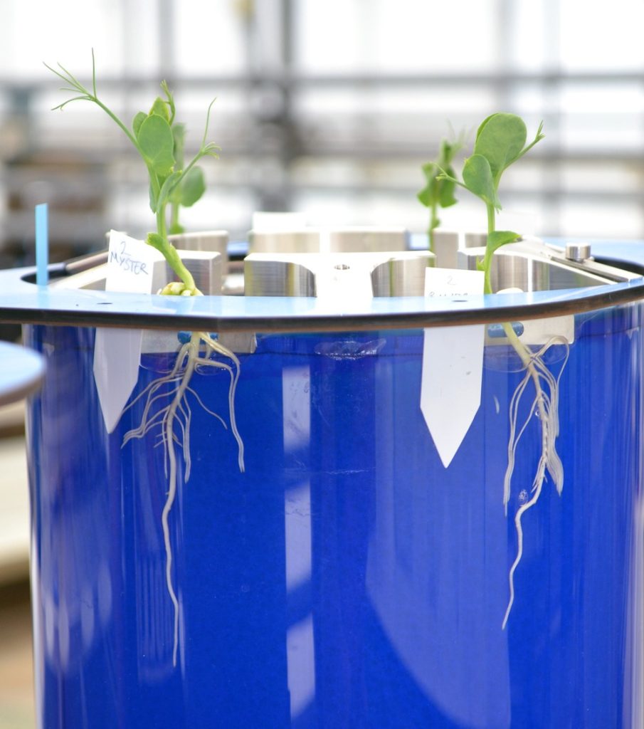 Root Screening | QubitPhenomics.com