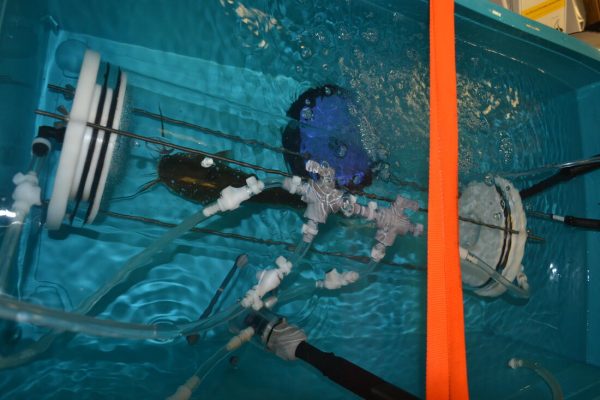 Gas Exchange Chambers for Photosynthesis and Respirometry - Qubit Systems